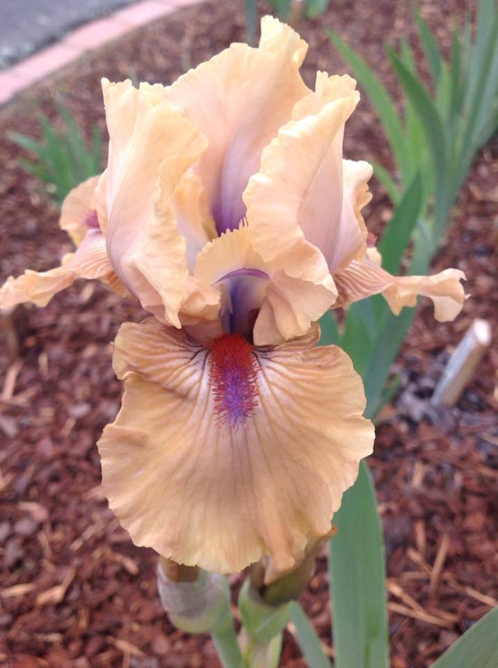 Intermediate Bearded Iris (Iris 'Endless Moments') in the Irises ...