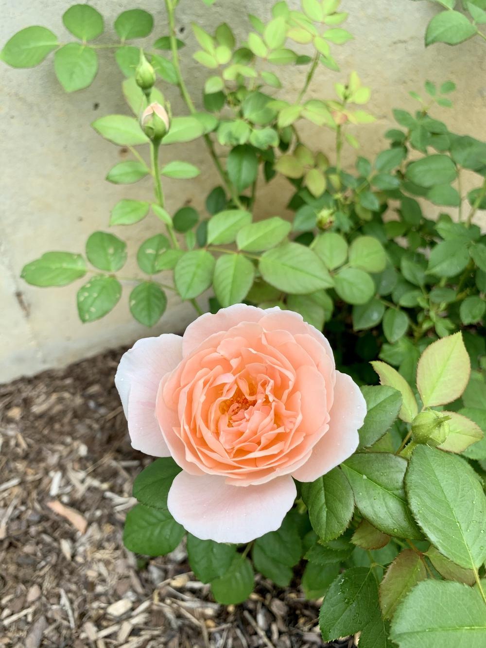 Photo of the bloom of Rose (Rosa 'Ambridge Rose') posted by ...