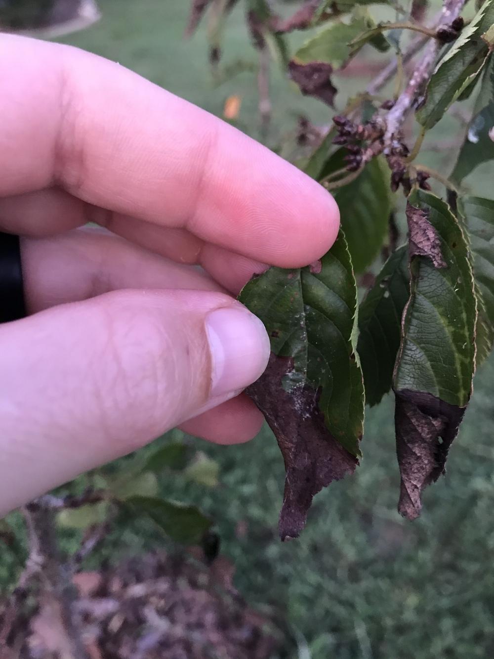 What is hurting my weeping cherry? in the Pests and Diseases forum ...