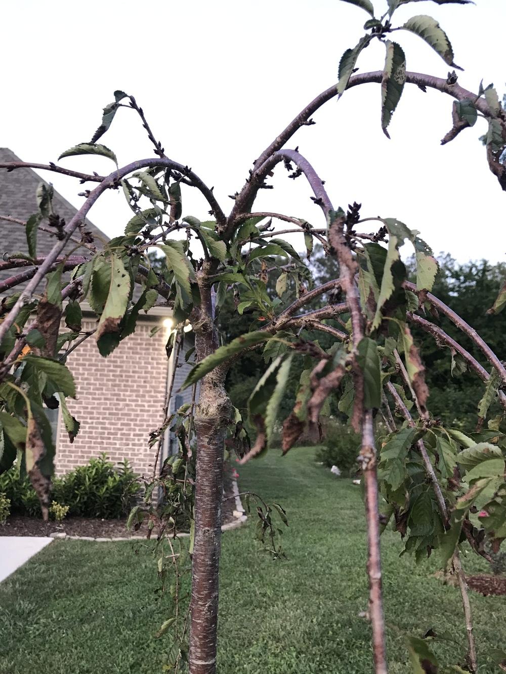 What is hurting my weeping cherry? in the Pests and Diseases forum ...