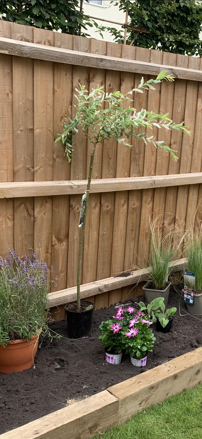 salix flamingo tree dead or alive? in the Ask a Question forum - Garden.org