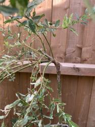 salix flamingo tree dead or alive? in the Ask a Question forum - Garden.org