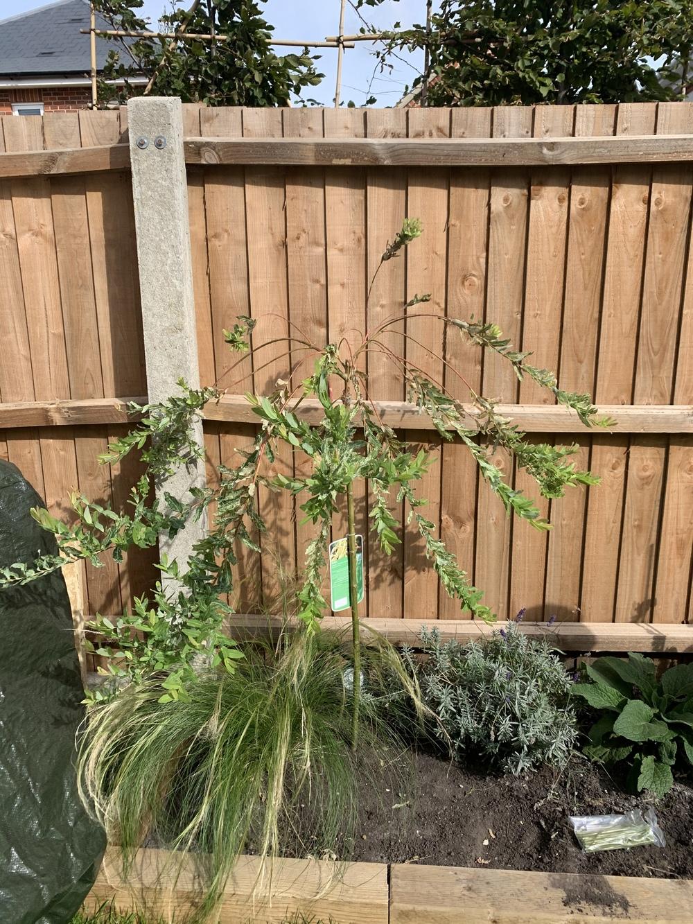 salix flamingo tree dead or alive? in the Ask a Question forum - Garden.org