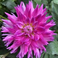 Photo of the bloom of Dahlia 'Enchantress (III)' posted by ...