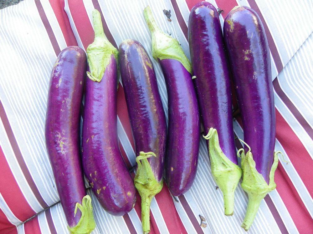 Photo of the fruit of Eggplant (Solanum melongena 'Violet King') posted ...