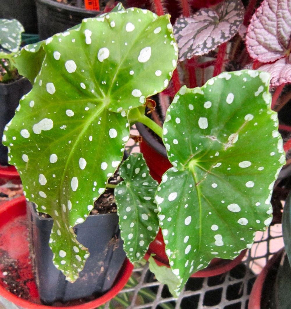 Cane Begonia (Begonia 'Flamingo Queen') in the Begonias Database ...