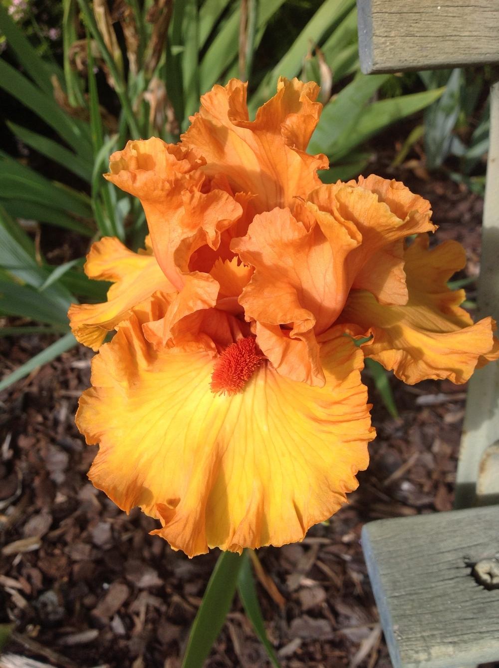 Border Bearded Iris (Iris 'Low Profile') in the Irises Database ...