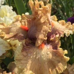 Photo of the bloom of Tall Bearded Iris (Iris 'Magic By Gosh') posted ...