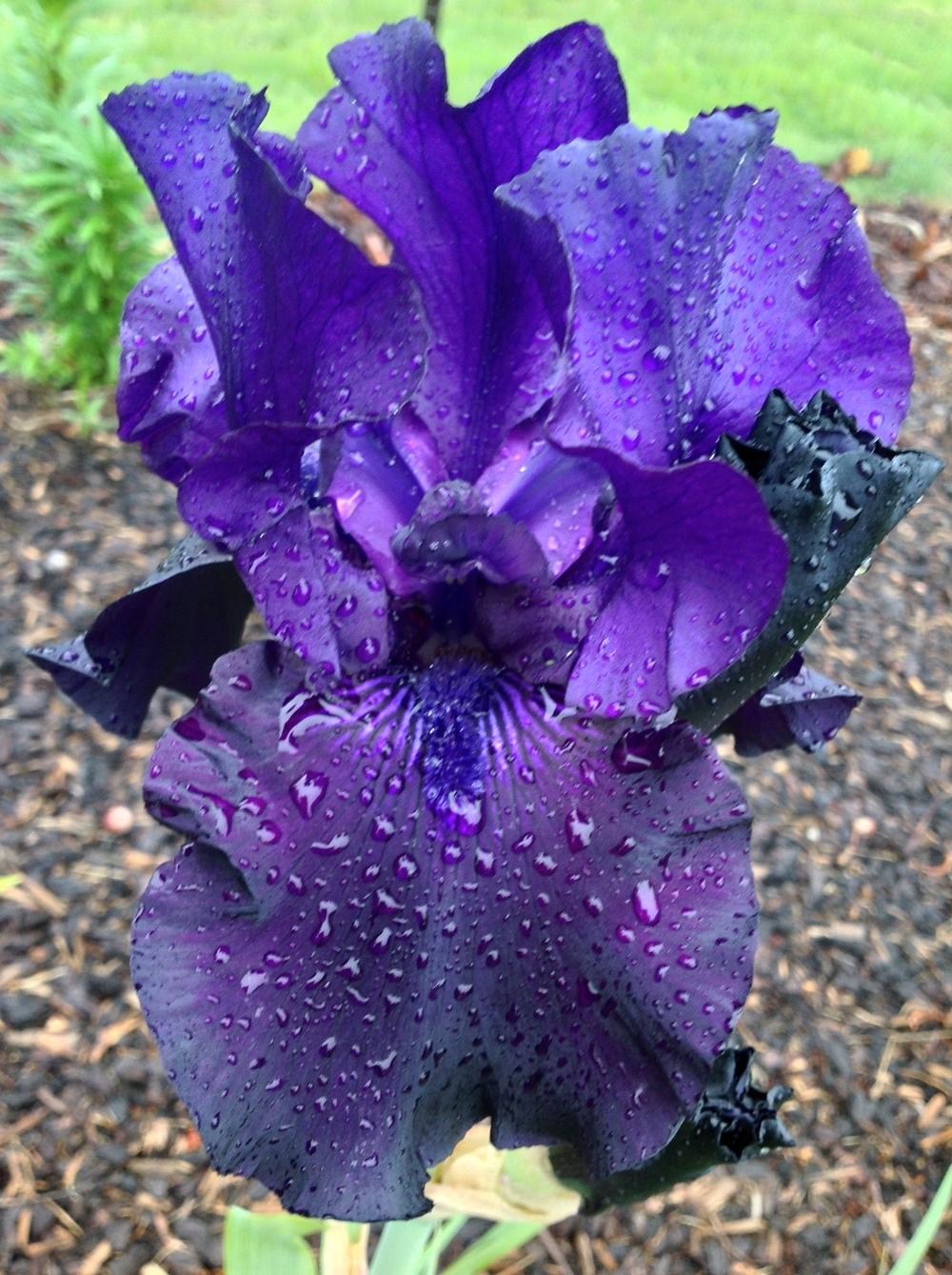 Tall Bearded Iris (Iris 'Midnight Express') in the Irises Database ...