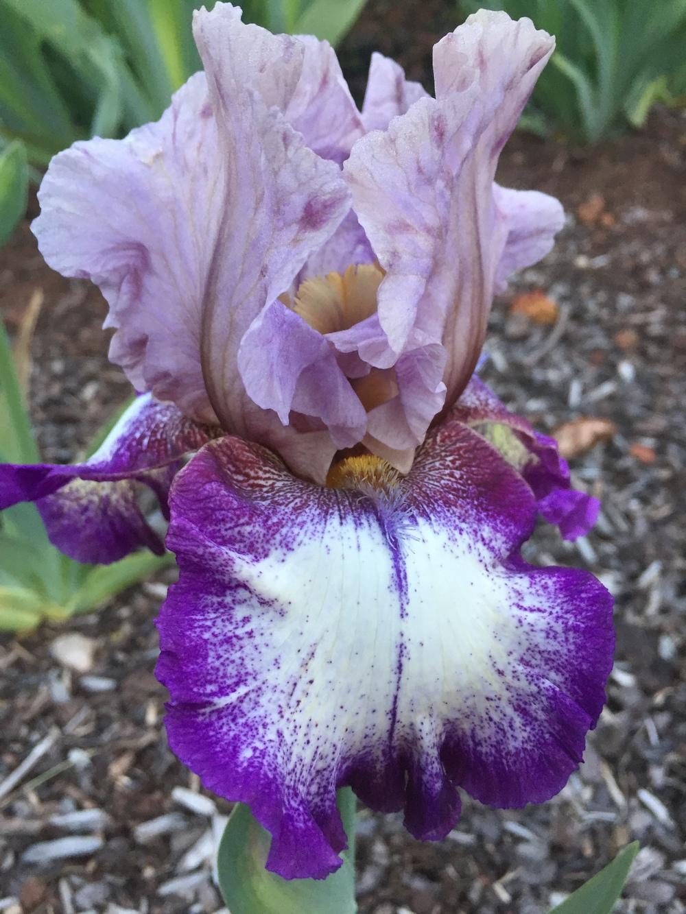 Tall Bearded Iris (Iris 'Lark About') in the Irises Database - Garden.org