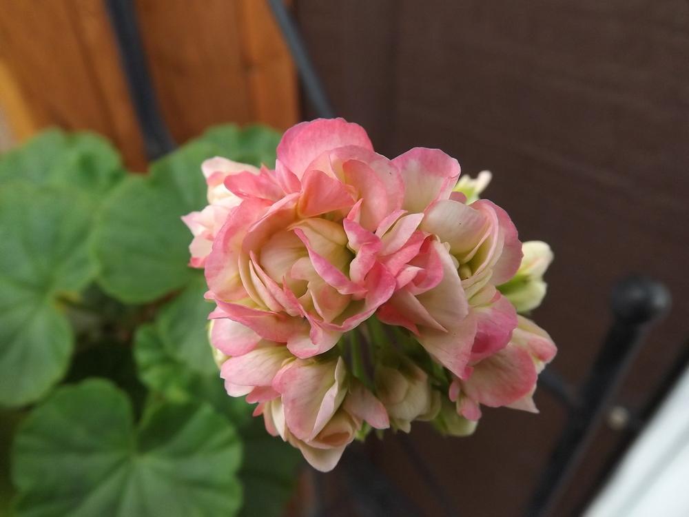 Photo of the bloom of Zonal Geranium (Pelargonium x hortorum ...