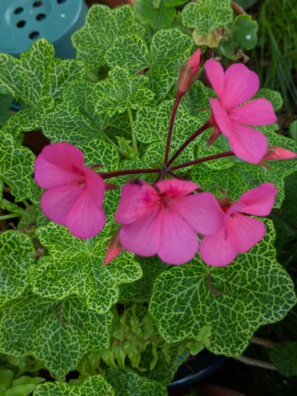 Pelargoniums: Plant Care and Collection of Varieties - Garden.org