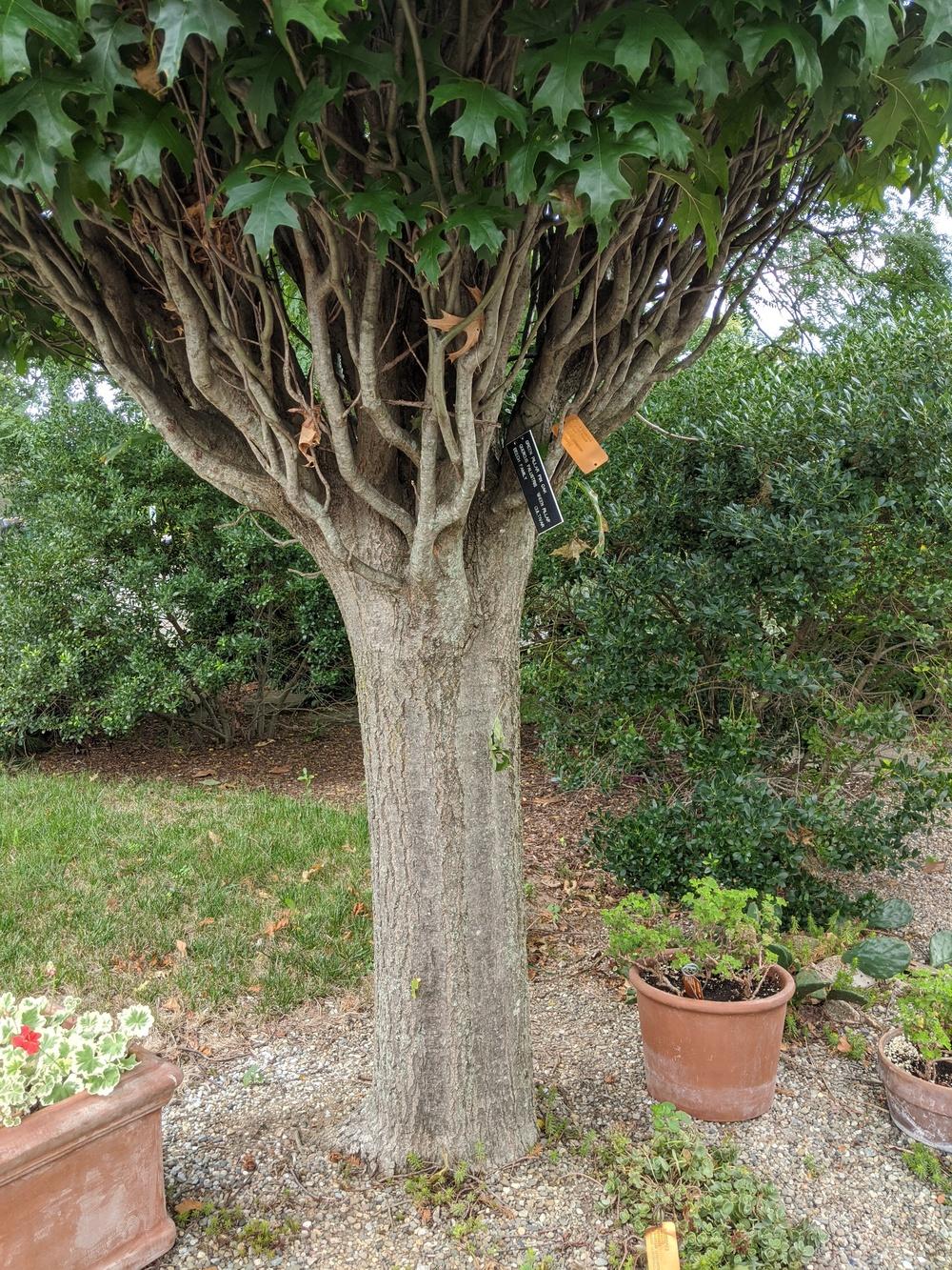 Photo of the stem, scape, stalk or bark of Pin Oak (Quercus palustris ...