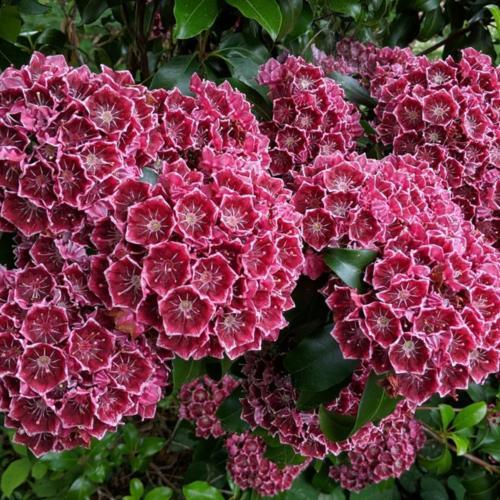 Mountain Laurel (Kalmia latifolia 'Keepsake') - Garden.org