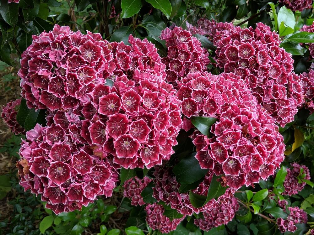 Mountain Laurel (Kalmia latifolia 'Keepsake') - Garden.org