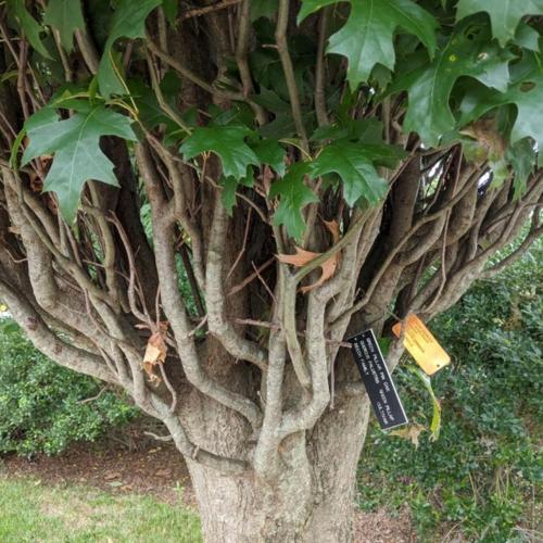 Pin Oak (Quercus palustris Green Pillar®) - Garden.org