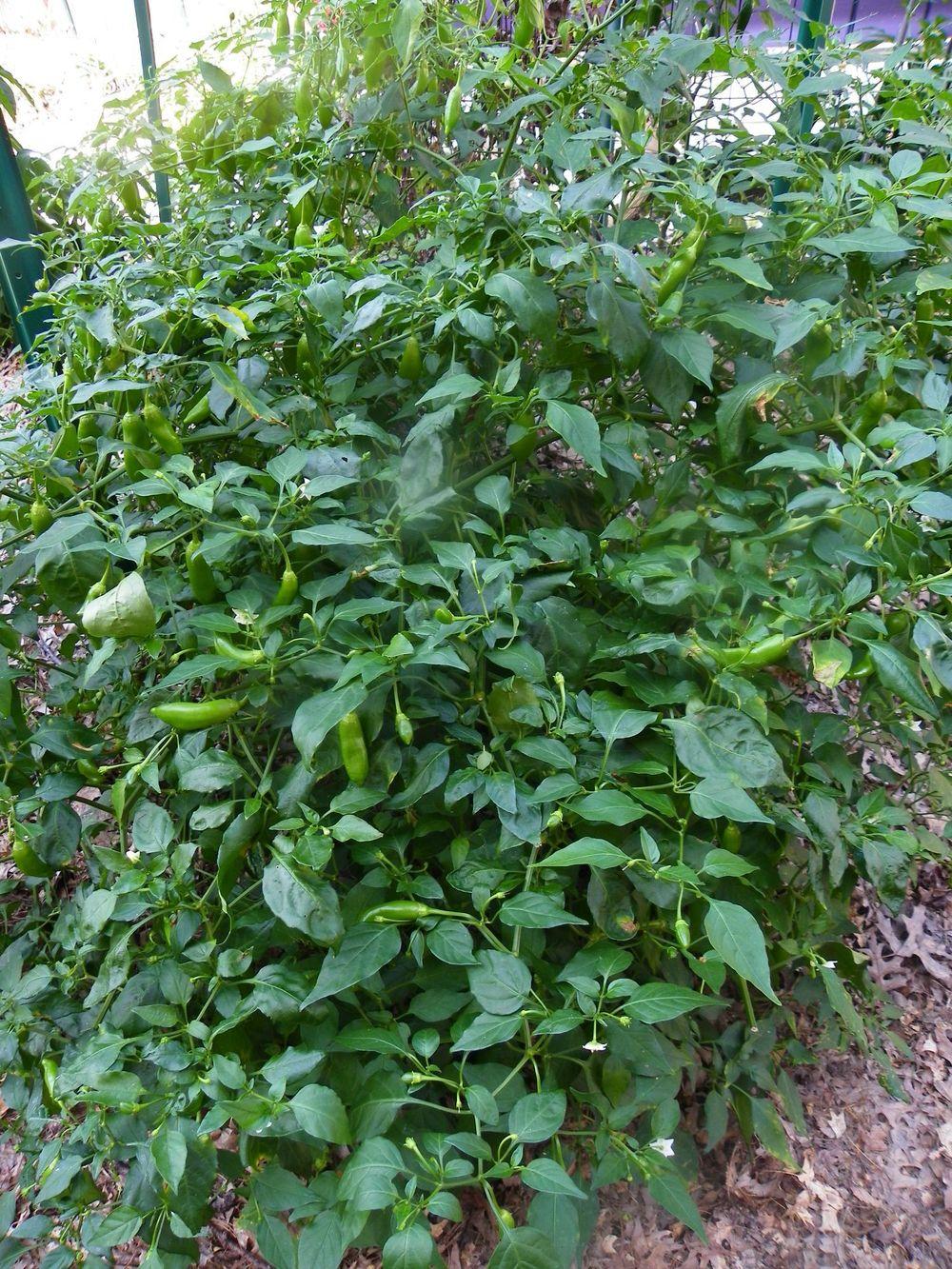 Photo of the entire plant of Pepper (Capsicum annuum 'Aji Delight ...