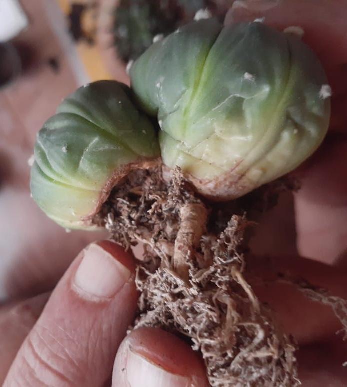 Astrophytum with rot at the base in the Cactus and Succulents forum ...