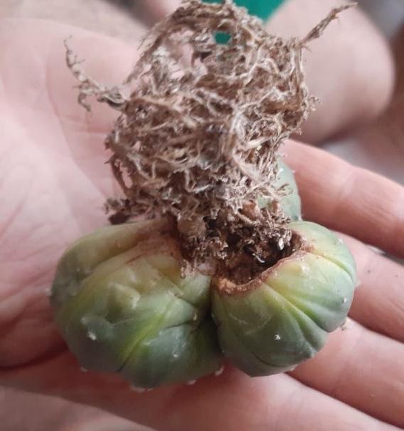 Astrophytum with rot at the base in the Cactus and Succulents forum ...