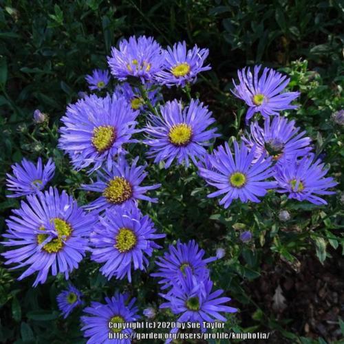 Italian Aster (Aster amellus 'Rudolph Goethe') in the Asters Database ...