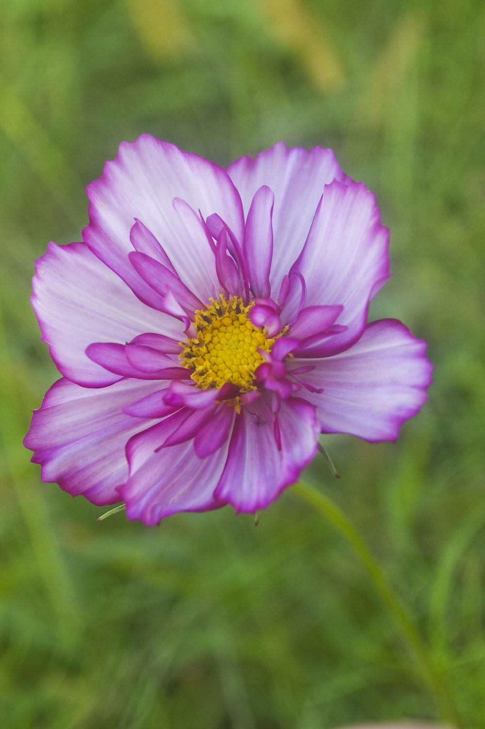 Cosmos: Plant Care and Collection of Varieties - Garden.org