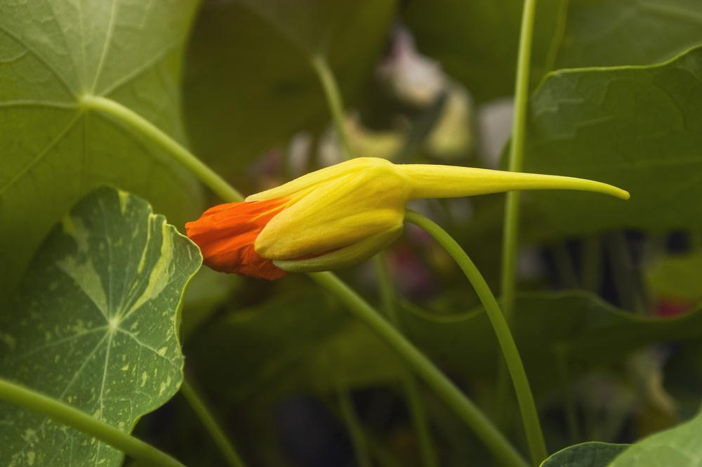 Garden Nasturtiums: Plant Care and Collection of Varieties - Garden.org