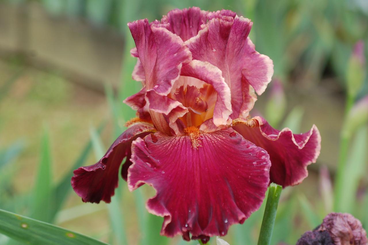 Tall Bearded Iris (Iris 'Scarlet's Gown') in the Irises Database ...
