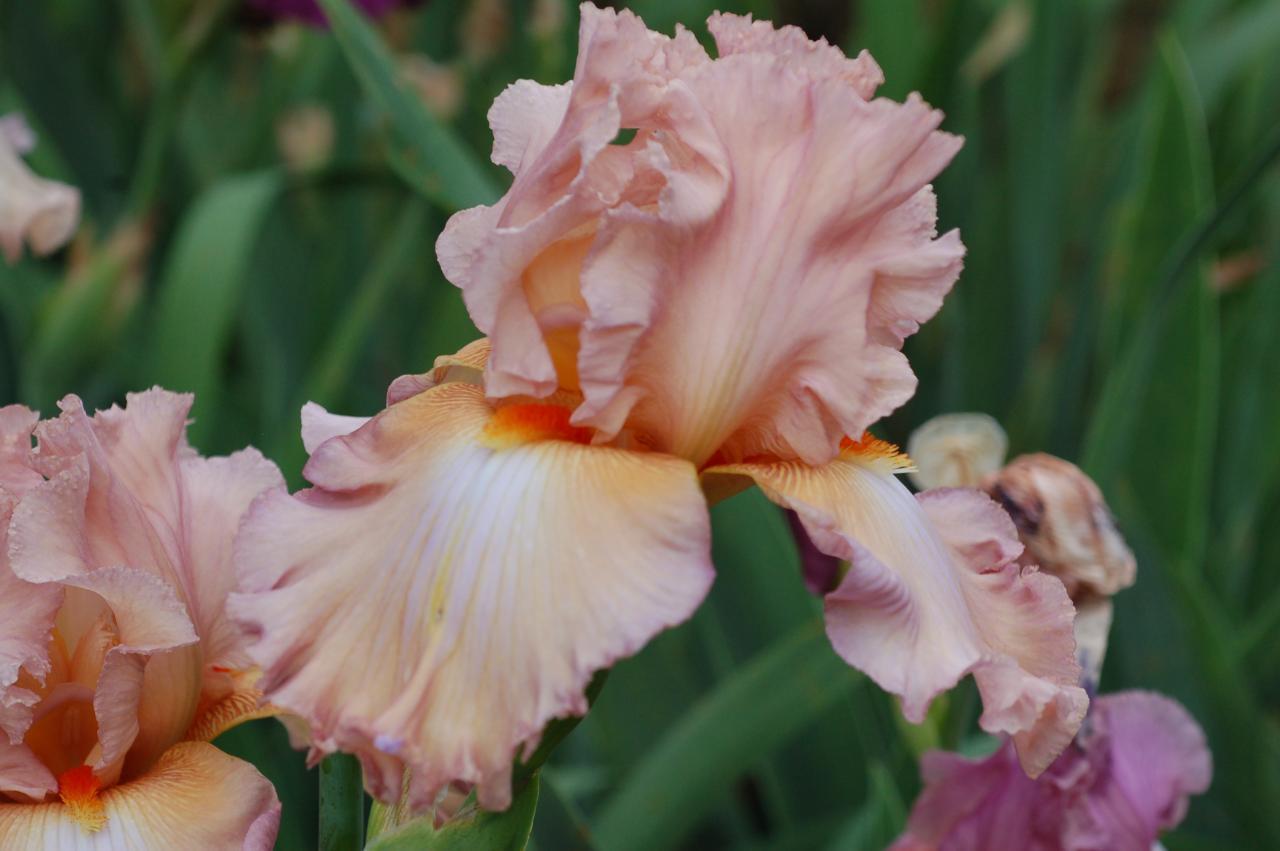 Tall Bearded Iris (Iris 'Virginia Peach') in the Irises Database ...
