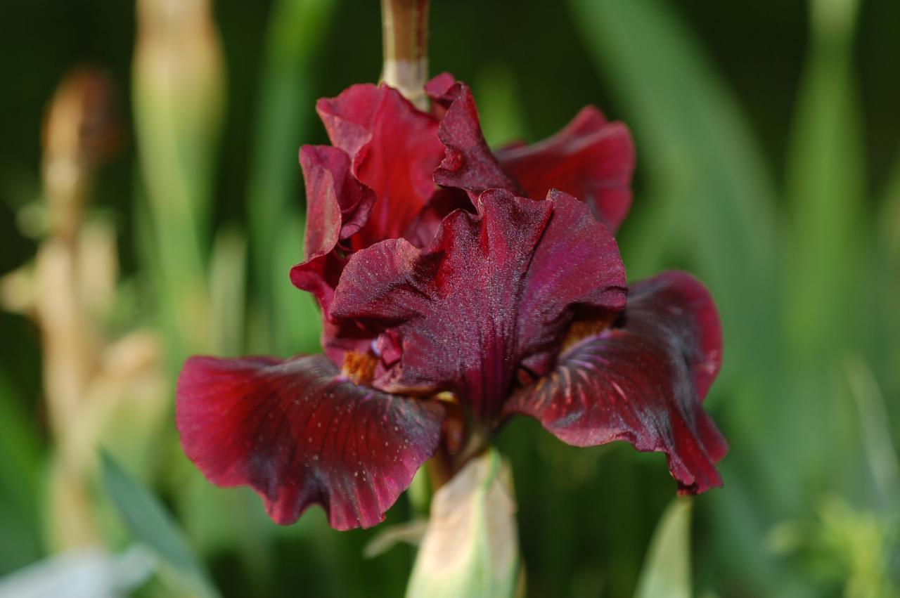 Standard Dwarf Bearded Iris (Iris 'Botta Bing') in the Irises Database ...