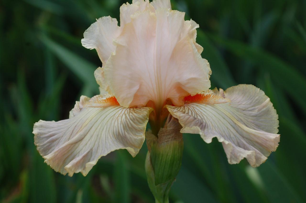 Tall Bearded Iris (Iris 'Summer Peach') in the Irises Database - Garden.org