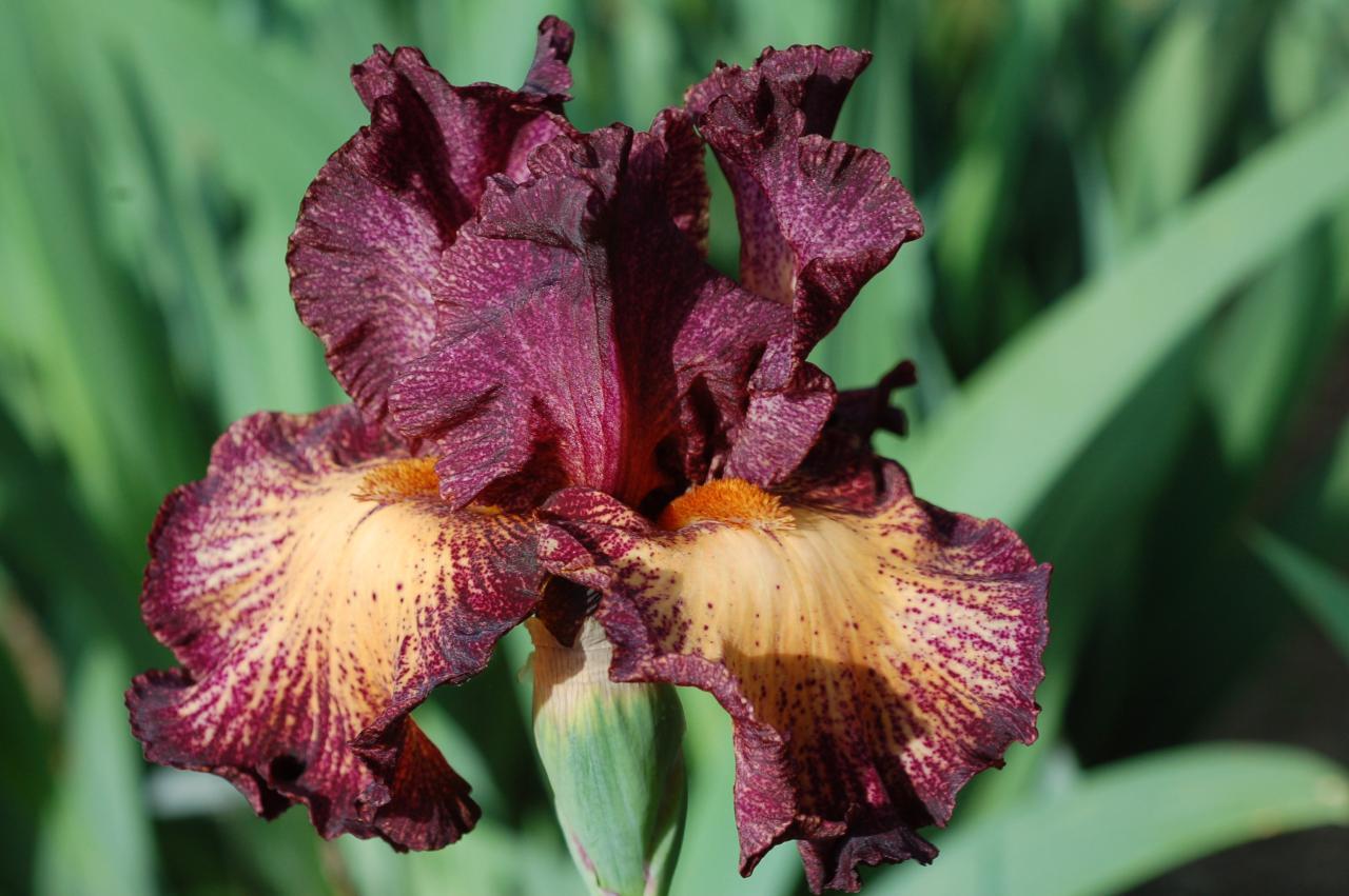 Tall Bearded Iris (Iris 'Amelia's Smile') in the Irises Database ...