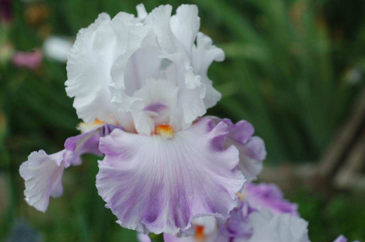 Tall Bearded Iris (Iris 'Lavender Song') in the Irises Database ...