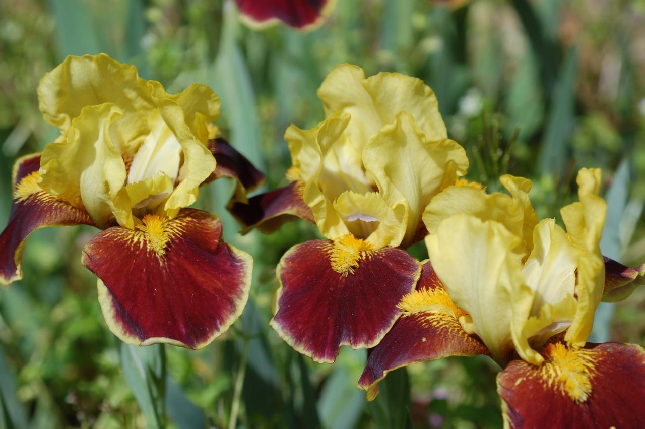 Standard Dwarf Bearded Iris (Iris 'Halo Kid') in the Irises Database ...