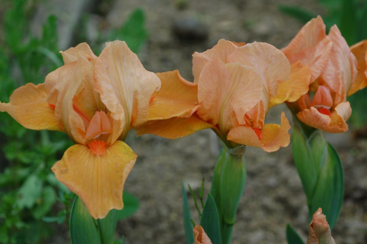 Standard Dwarf Bearded Iris (Iris 'Lucky Orange') in the Irises ...