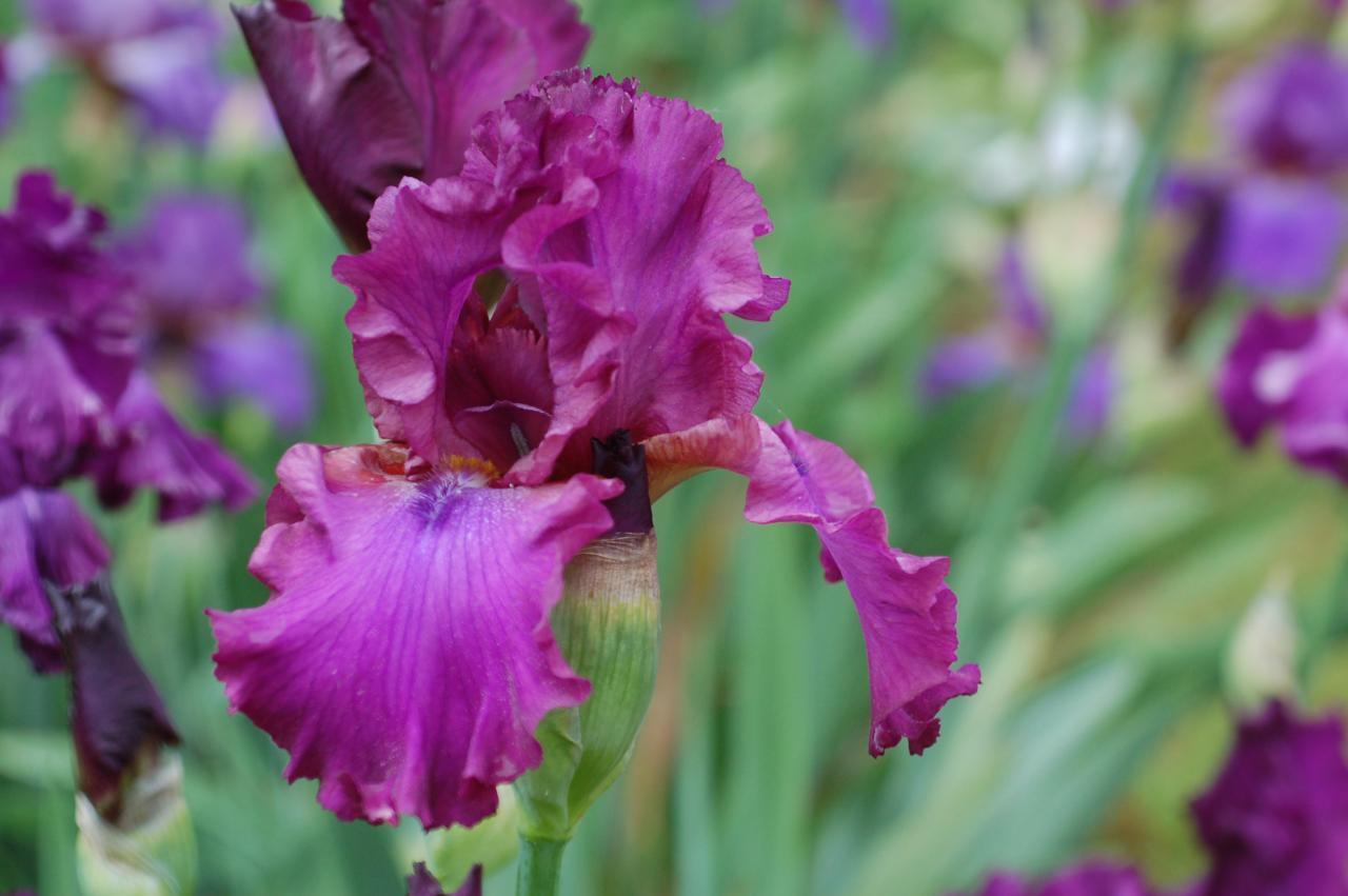 Tall Bearded Iris (Iris 'Bishop of Rome') in the Irises Database ...