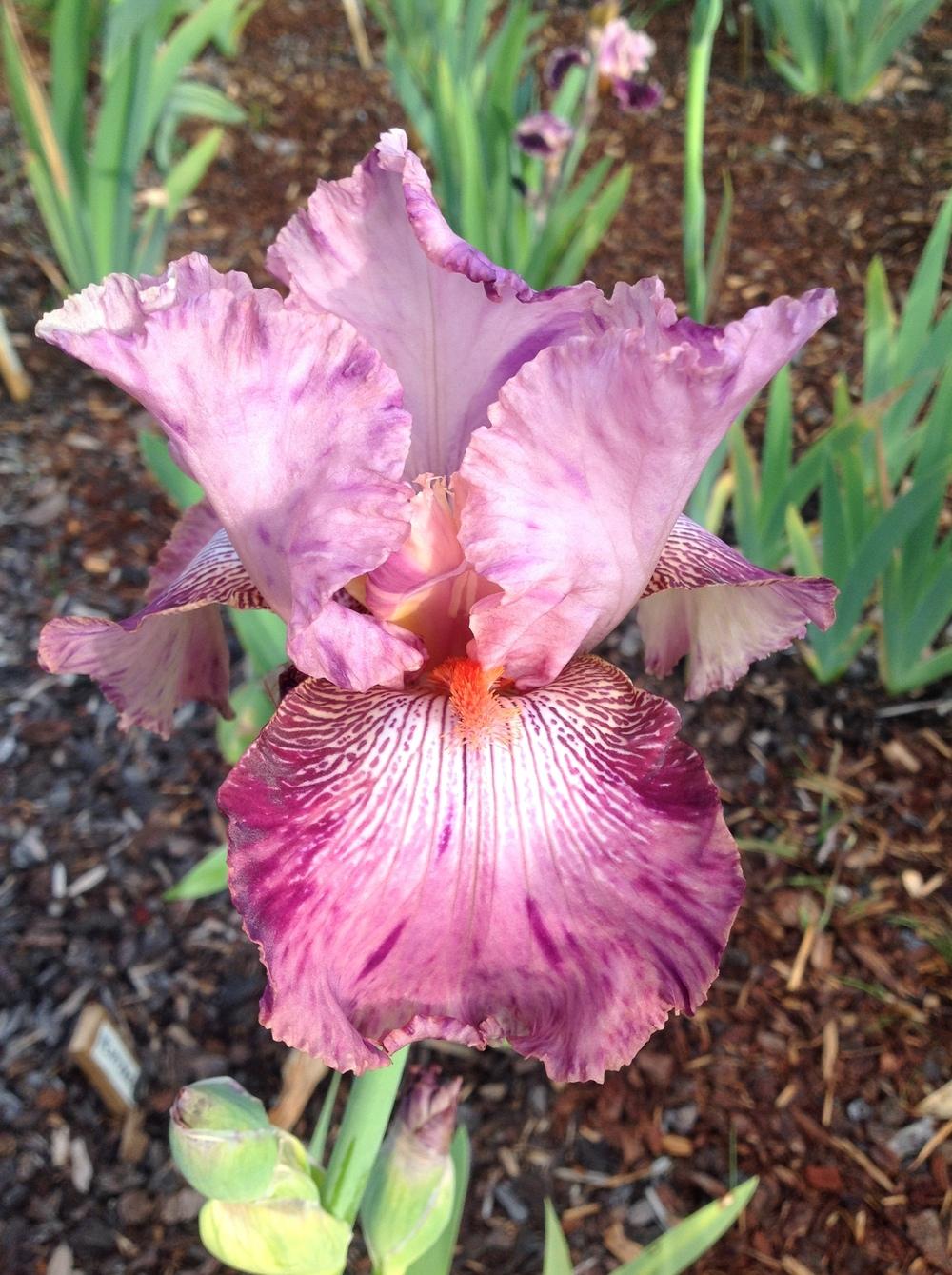 Photo of the bloom of Tall Bearded Iris (Iris 'Nigerian Raspberry ...