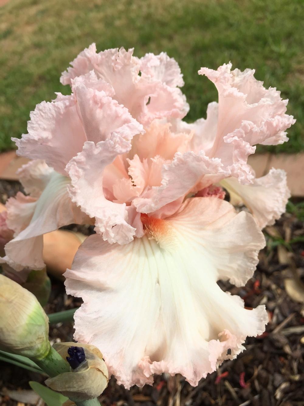 Tall Bearded Iris (Iris 'Our Lily') in the Irises Database - Garden.org