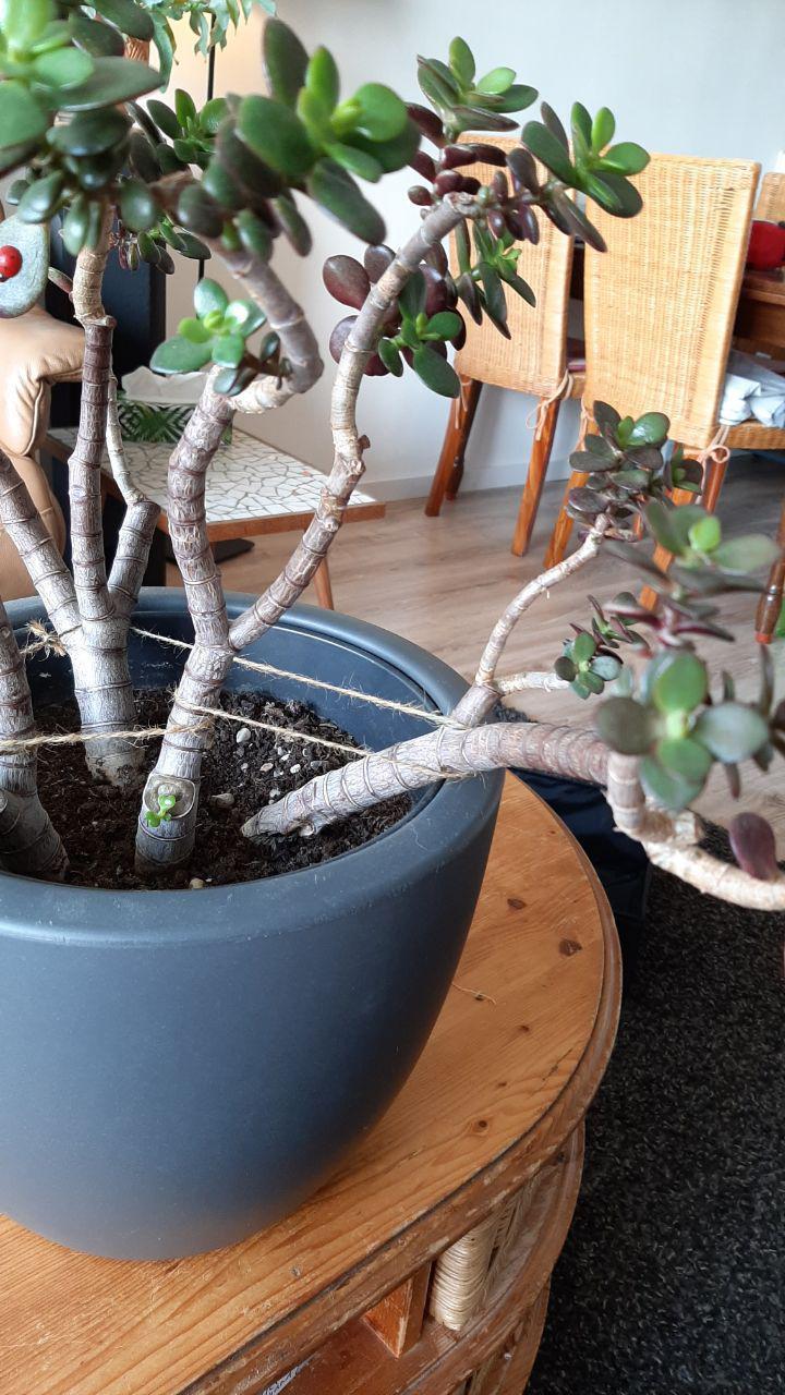 Jade stem drying out in the Ask a Question forum - Garden.org