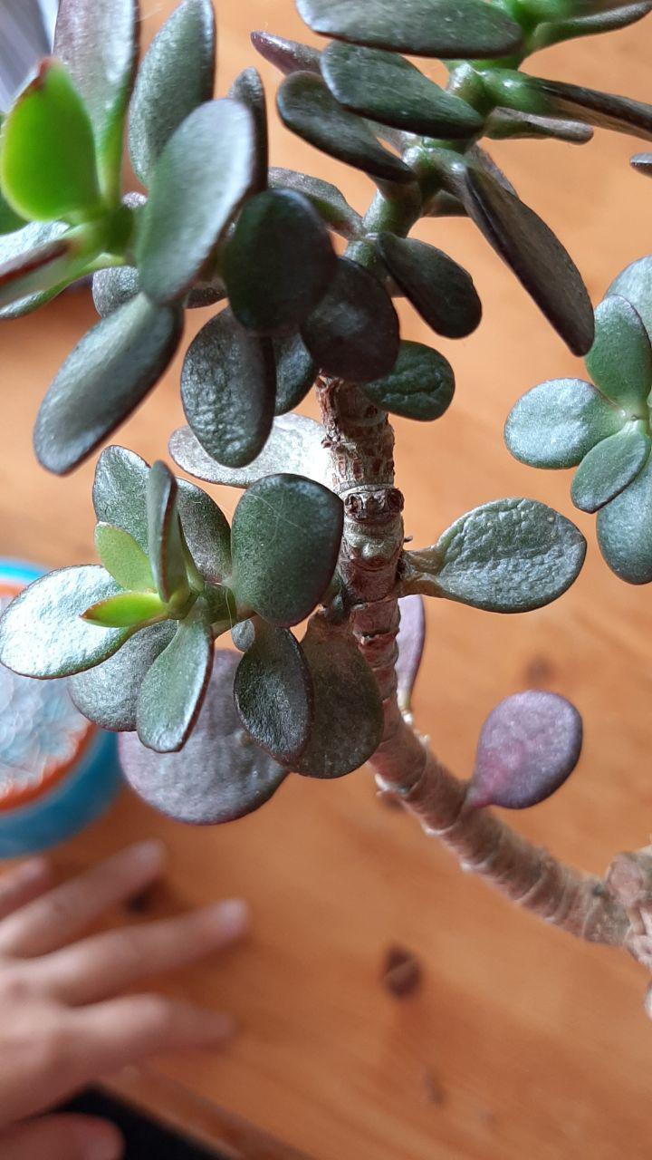 Jade stem drying out in the Ask a Question forum - Garden.org