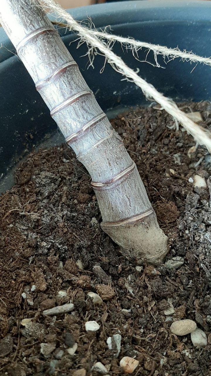 Jade stem drying out in the Ask a Question forum - Garden.org