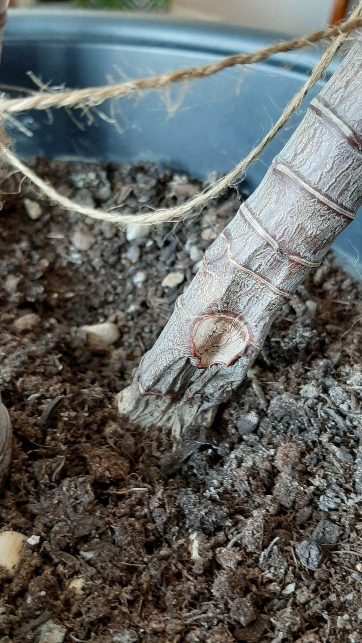 Jade stem drying out in the Ask a Question forum - Garden.org