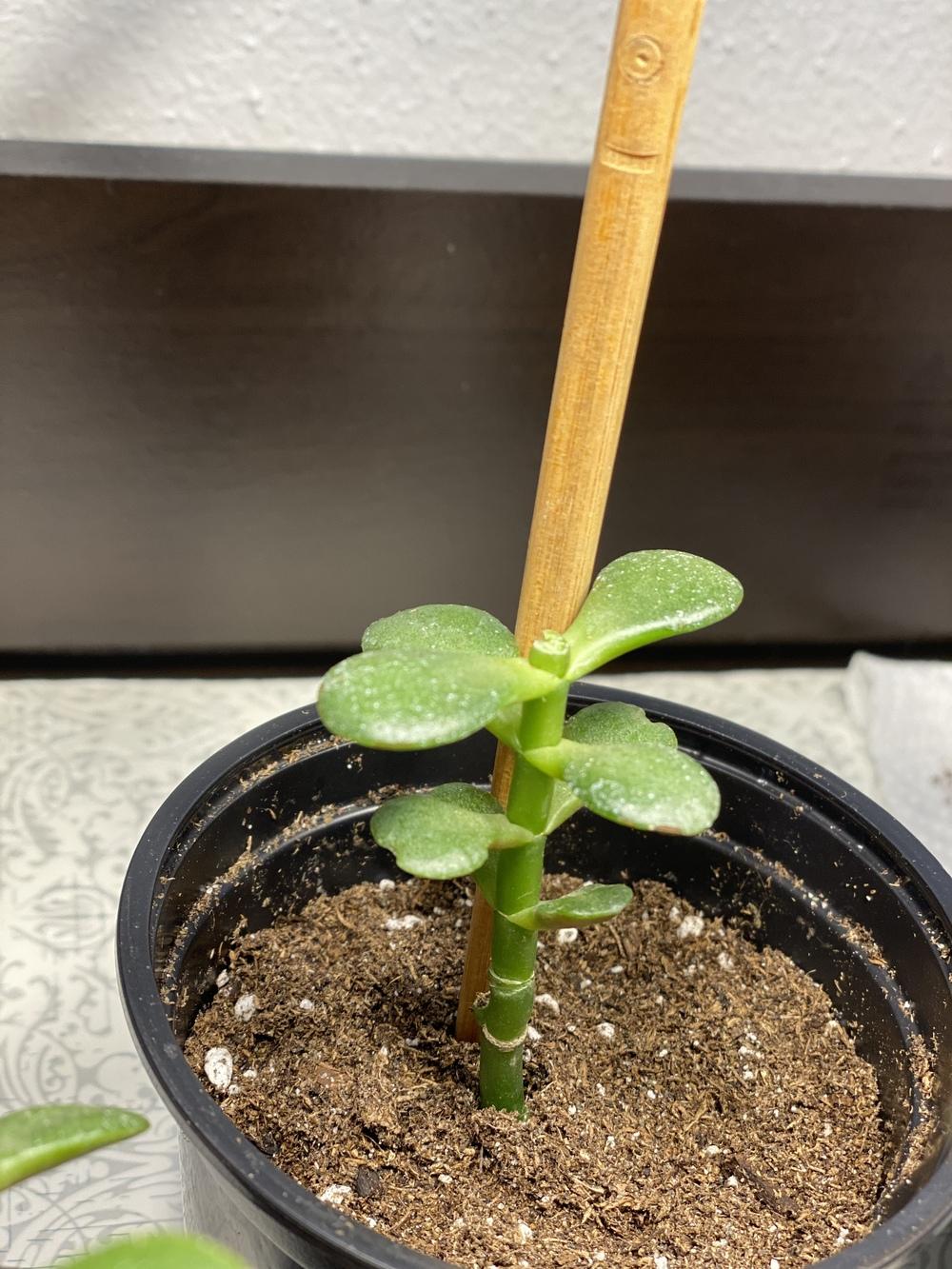 Jade plant trunk in the Cactus and Succulents forum - Garden.org