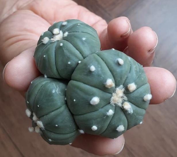 Astrophytum with rot at the base in the Cactus and Succulents forum ...