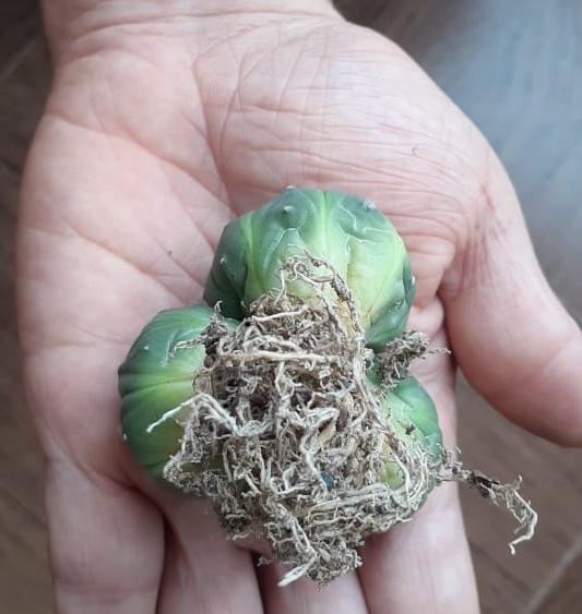 Astrophytum with rot at the base in the Cactus and Succulents forum ...