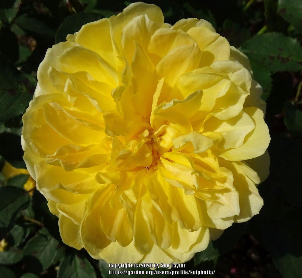 Photo of the bloom of Rose (Rosa 'Molineux') posted by kniphofia ...