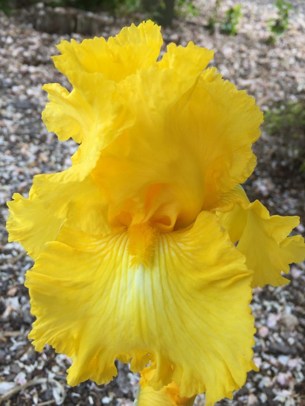 Tall Bearded Iris (Iris 'Radiant Energy') in the Irises Database ...