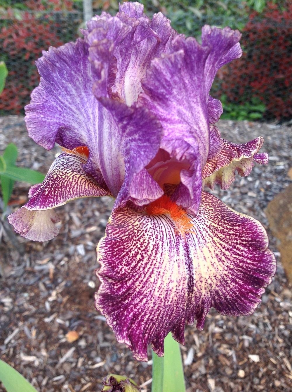 Photo of the bloom of Tall Bearded Iris (Iris 'Queen in Calico') posted ...