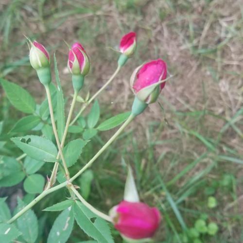 Rose (Rosa 'Louis-Philippe') in the Roses Database - Garden.org