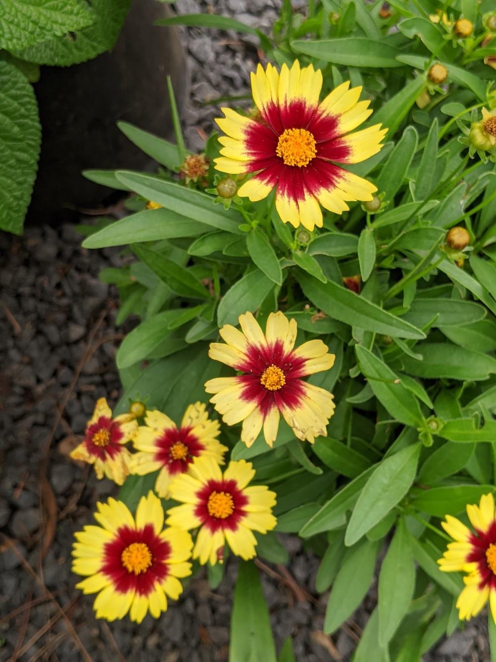Photo of the bloom of Tickseed (Coreopsis UpTick™ Yellow & Red) posted ...