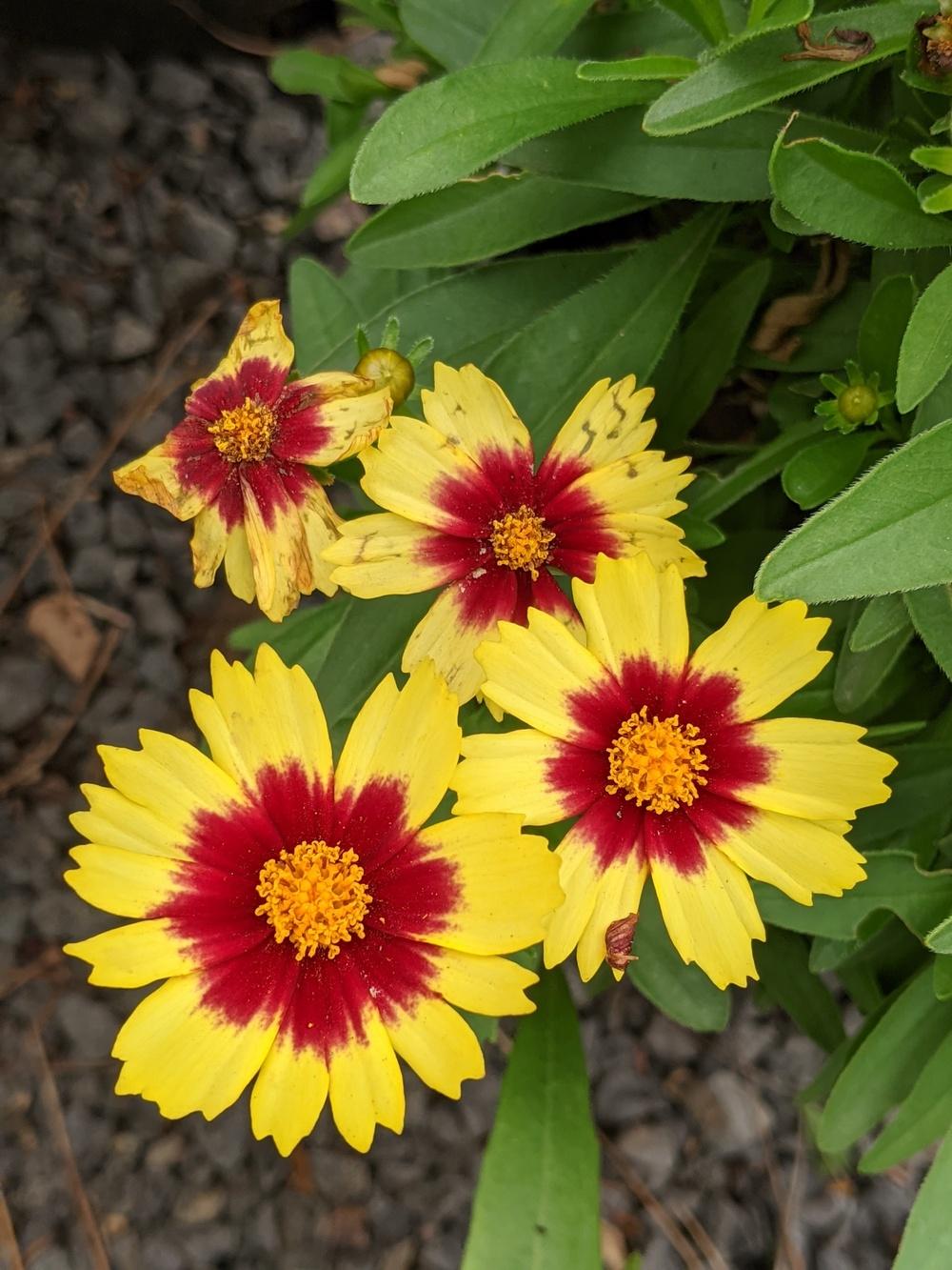 Photo of the bloom of Tickseed (Coreopsis UpTick™ Yellow & Red) posted ...